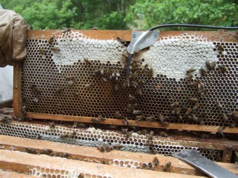Monitoring Bees With A Raspberry Pi And Beemonitor Raspberry Pi