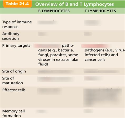 Overview Of B And T Lymphocytes Table Diagram Quizlet