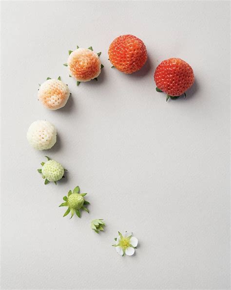 Life Of A Strawberry Flower Life Cycle Strawberry Plants Strawberry