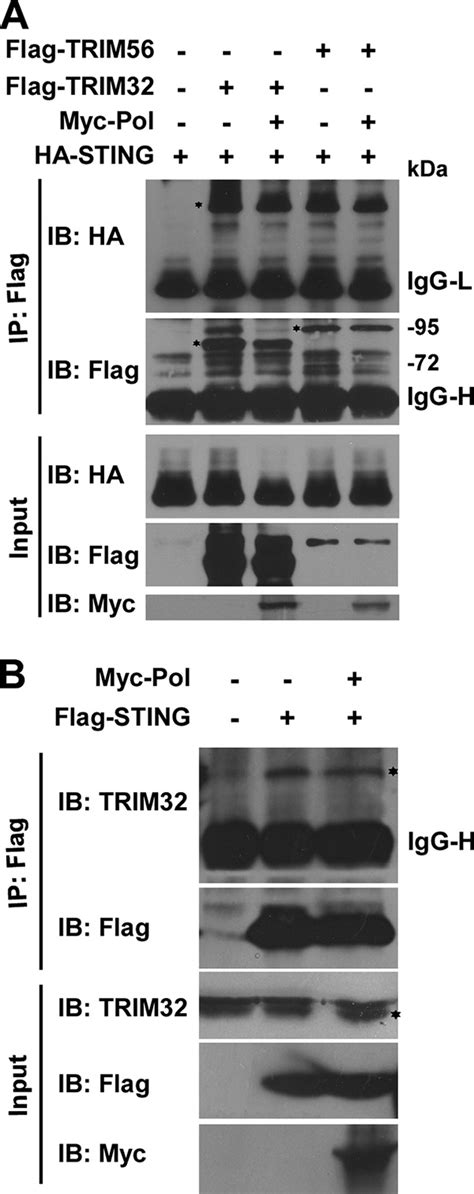 Hepatitis B Virus Polymerase Disrupts K63 Linked Ubiquitination Of