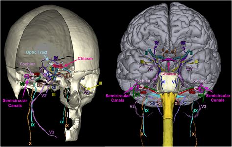 Segmentation Of The Nerves 3d Reconstruction Of The 12 Cranial Nerves