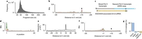 Pol V Transcripts Are Sliced In A Small Rna Dependent Manner A Size