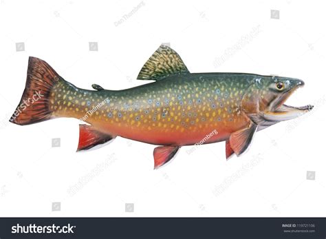 Male Brook Speckled Trout Spawning Colors Stock Photo 119721106
