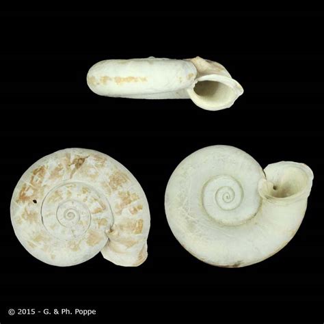 Shell Encyclopedia Worms Details Conchology Conchology