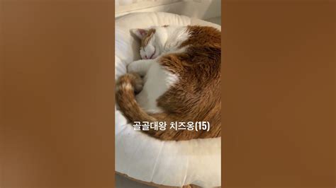 왕큰 골골송 잠꼬대하는 고양이 호루라기인줄 Youtube