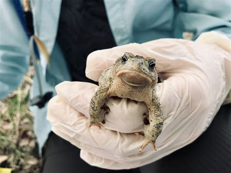 Wyoming Toad Hopping Back Strong The Wyoming Truth