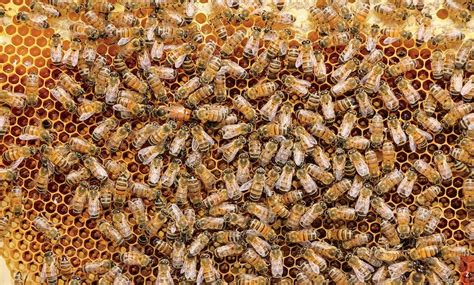 Queenspotting Meet The Remarkable Queen Bee Storey Publishing