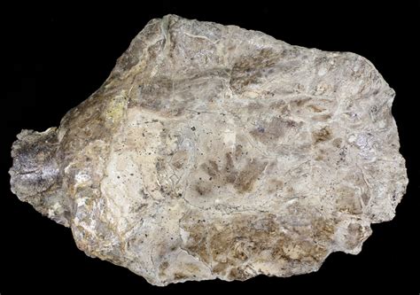 3 6 Partial Xiphactinus Tooth In Jaw Section Kansas 60664 For Sale