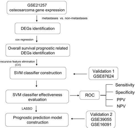 Figure From A Potential Prognostic Prediction Model For Metastatic Osteosarcoma Based On