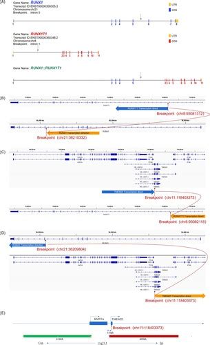 Full Article A Runx1 Runx1t1 Aml With A Simultaneous False Positive