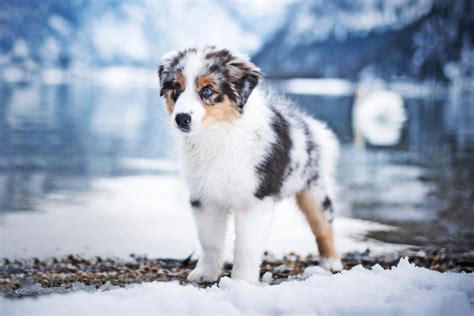 How Much Do Australian Shepherds Cost 2024 Guide
