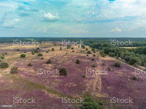 여름 동안 히스 랜드 풍경에서 피는 히스 0명에 대한 스톡 사진 및 기타 이미지 0명 Veluwe 개화기 Istock