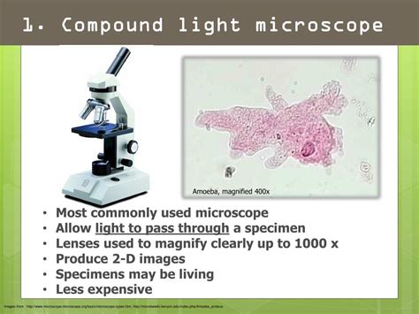 Compound Light Microscope Specimen