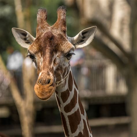 Nahaufnahmeaufnahme Einer Giraffe Unter Dem Sonnenlicht Kostenlose Foto