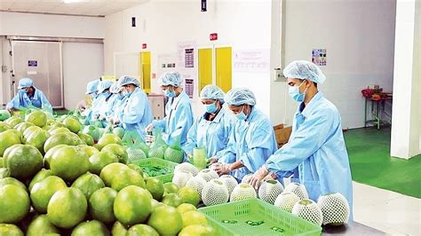 Agro Forestry Aquatic Product Exports Rise By 19 In Six Months Thời