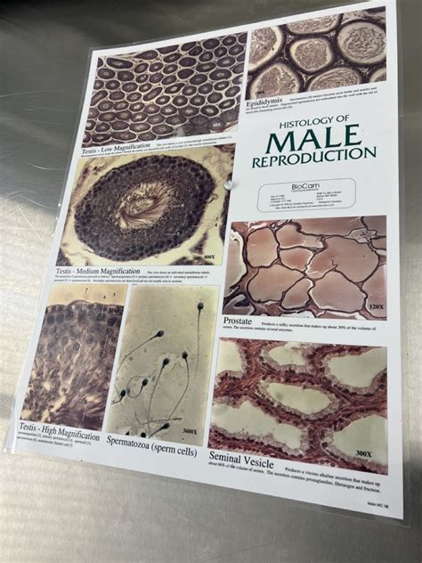 Male Reproductive System Histology Diagram Quizlet