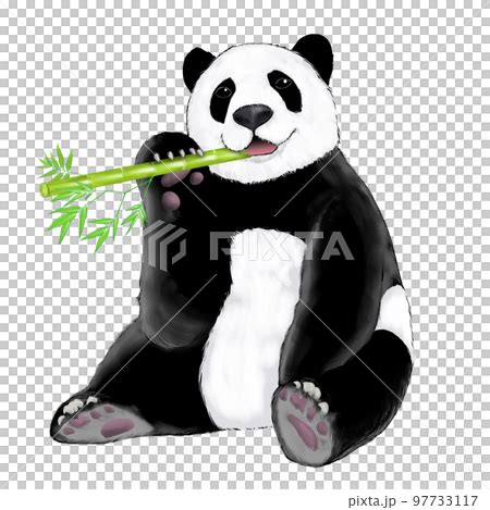 Panda Sitting And Eating Bamboo Stock Illustration Pixta