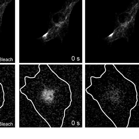 Partial Visualization Of Microstructure By Photoactivation A
