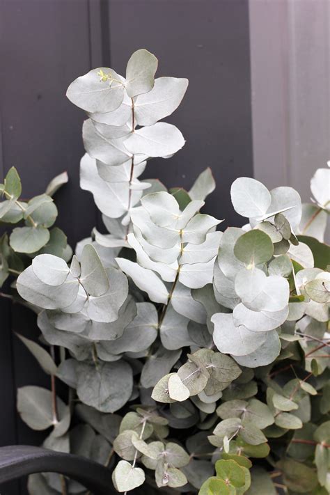 20 Silver Drop Eucalyptus Gunnii Cider Gum Silver Blue Foliage Florist