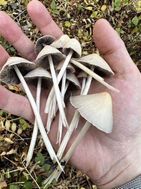 Are These Libs Please Rmagicmushroomhunters