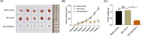 Linc00511 Decreased Tumor Progression In Xenografted Mice A And B