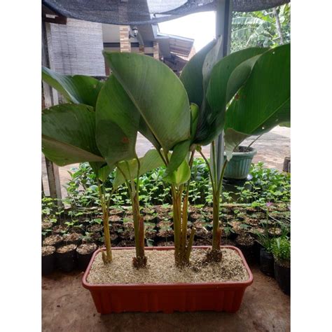 Jual Tanaman Hias Hidup Pisang Calathea Lutea Sudah Berikut Pot Panjang
