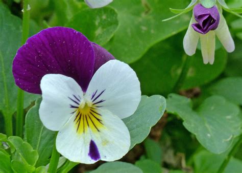 Viola Pansy Flower Garden Free Photo On Pixabay Pixabay