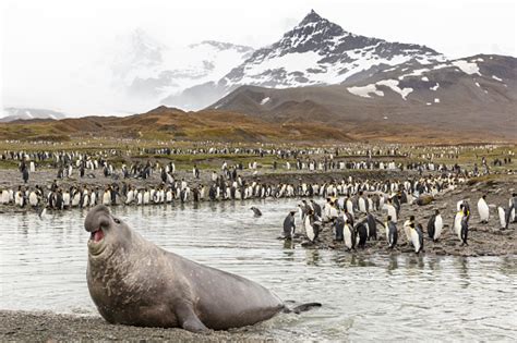 Foto De Elefante Do Selo E O Rei Pinguins Na Baía De St Andrews A Ilha