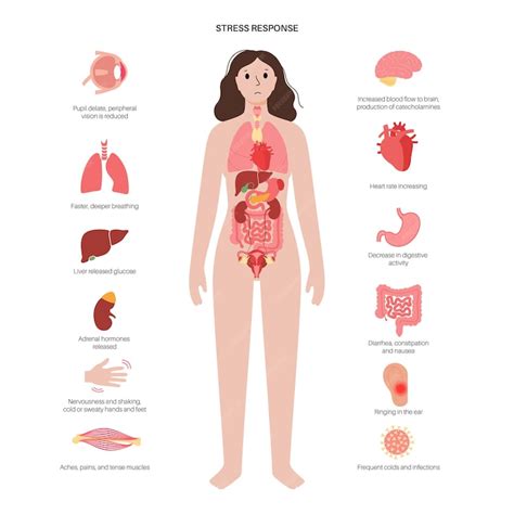 스트레스 반응 시스템 시상하부 뇌하수체 부신 축 부신과 뇌하수체 개념 프리미엄 벡터