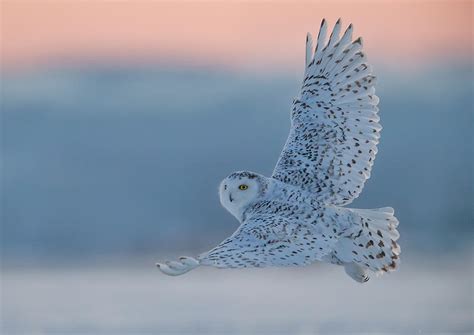Snowy Owl Flying