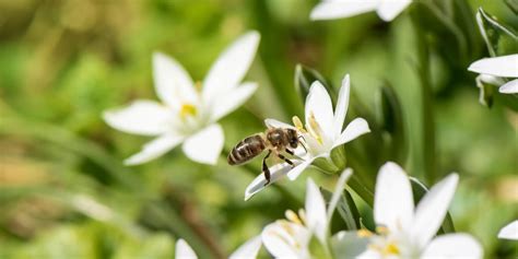 try these natural bee sting and wasp sting treatment options