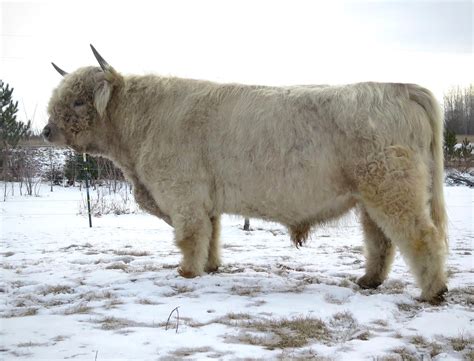 Cbs No Excuses Conventional Semen As Low As 125 U S Only Highland Genetics