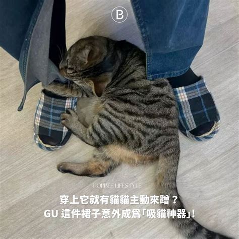 Popbee Popbeelifestyle Gu 這件裙子意外成為「吸貓神器」，引發一票貓奴瘋狂搶購！ 相信許多 貓奴 們一見到可愛