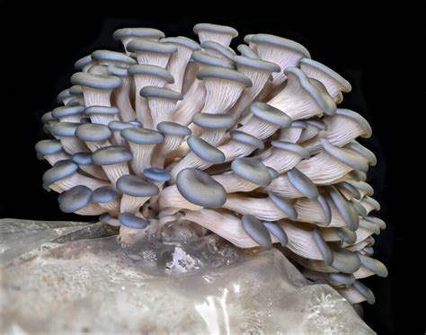 Mushroom Profiles Blue Oyster And Chestnuts One Up Mushroom Products