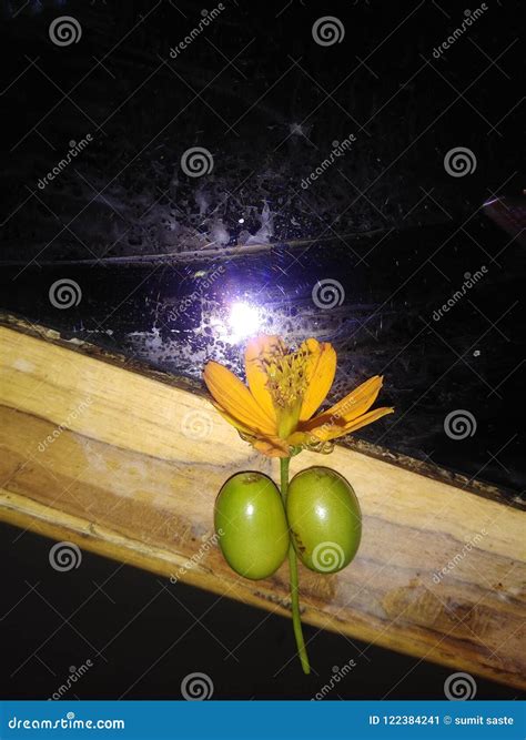 Zendu Stock Image Image Of Zendu Wild Flower 122384241