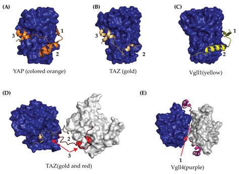 Cancers Free Full Text Targeting The Hippo Pathway And Cancer