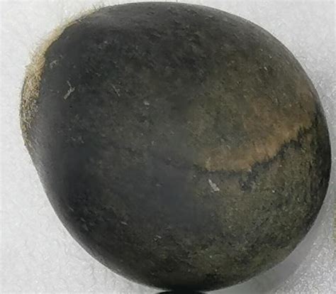 Individual Seeds Object Detection Dataset By Seed