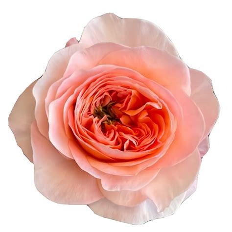 Annesley Rose Rosesplant