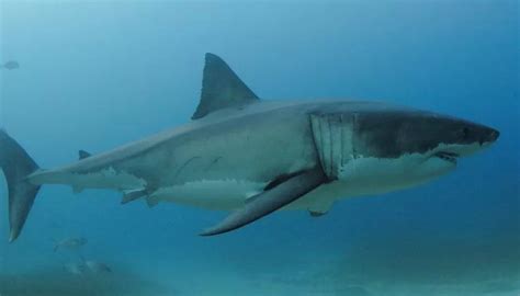 Aumenta el número de muertes por ataques de tiburones en 2023 GlobalRed
