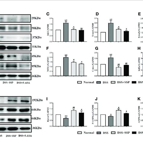 Activation Pi3kakt Signaling Pathway In Mice With Dss Induced