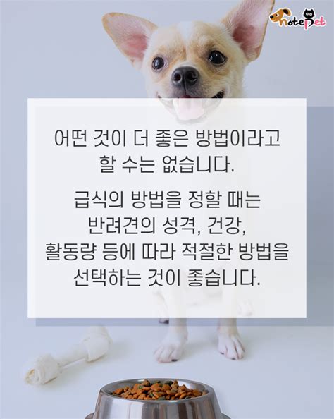 우리 강아지에게 ‘자율급식 괜찮을까