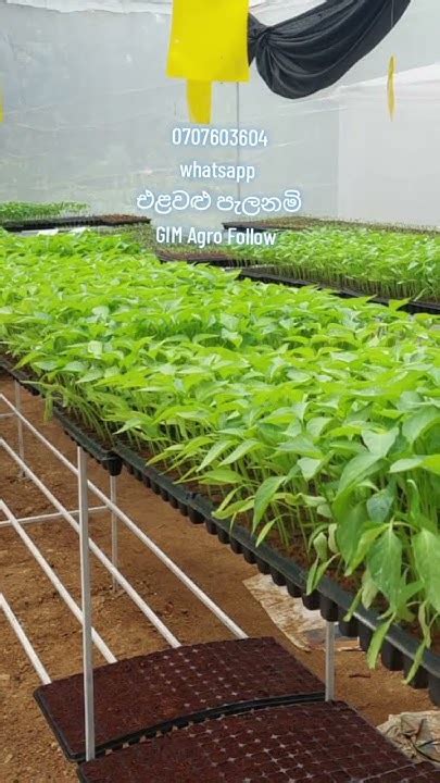 මිලට සාදාරණ මාළුමිරිස් පැලයක් හරතාගාර තුල රෝපිත එළවළු තවන්පැල ඩිලවරි