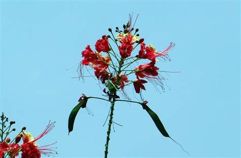 Free Images Tree Nature Branch Blossom Leaf Spring Red Botany