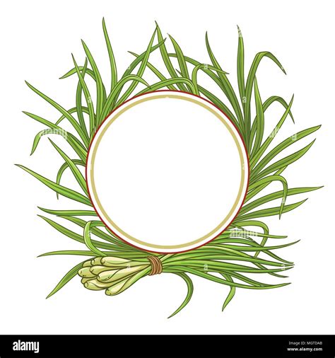 Lemongrass Plant Vector Frame On White Background Stock Vector Image
