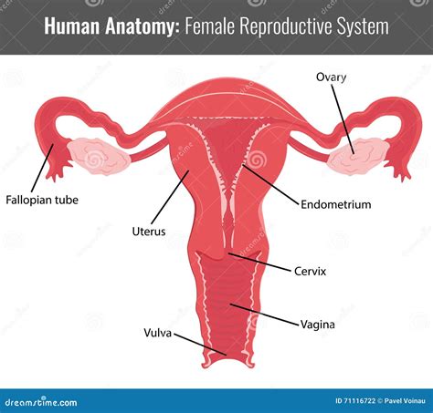 Female Reproductive System Detailed Anatomy Vector Medical Stock Vector Illustration Of