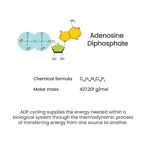 Premium Vector Adenosine Diphosphate Adp Science Vector Infographic