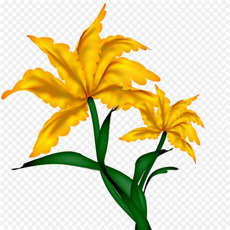 鸢尾花png图片素材下载图片编号9795885 Png素材网