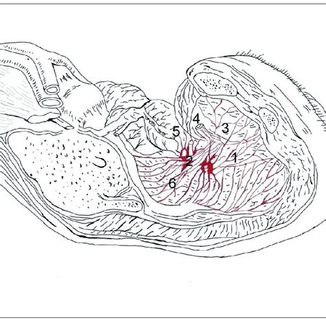 Innervation Of Lesser Pelvis Organs In Women In The Segmental Type Download Scientific