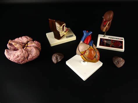 Educatieve Anatomiemodellen Menselijk Lichaam Kringwinkel