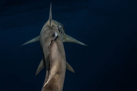 Lemon Shark Aggregation In Jupiter Fl — Lee Bertrand Photography And